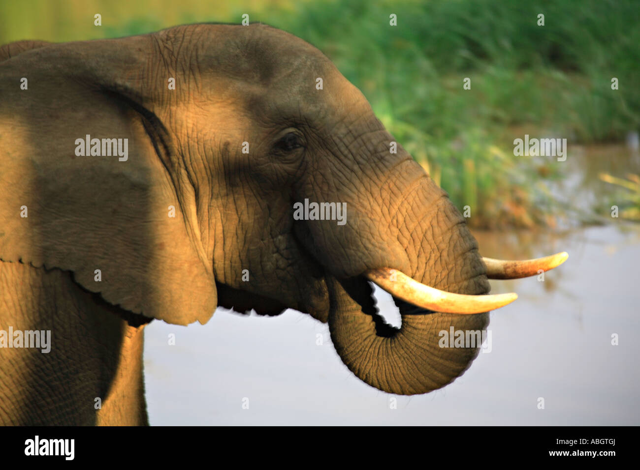 Sun dappled African Elephant Kenya Africa Stock Photo - Alamy