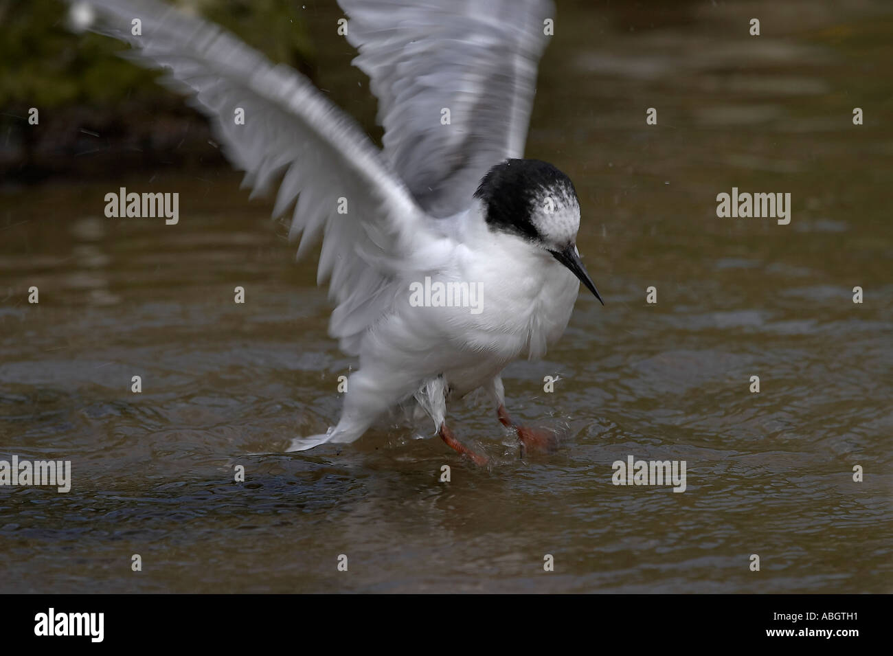 Common Tern in flight in winter plumage Stock Photo - Alamy
