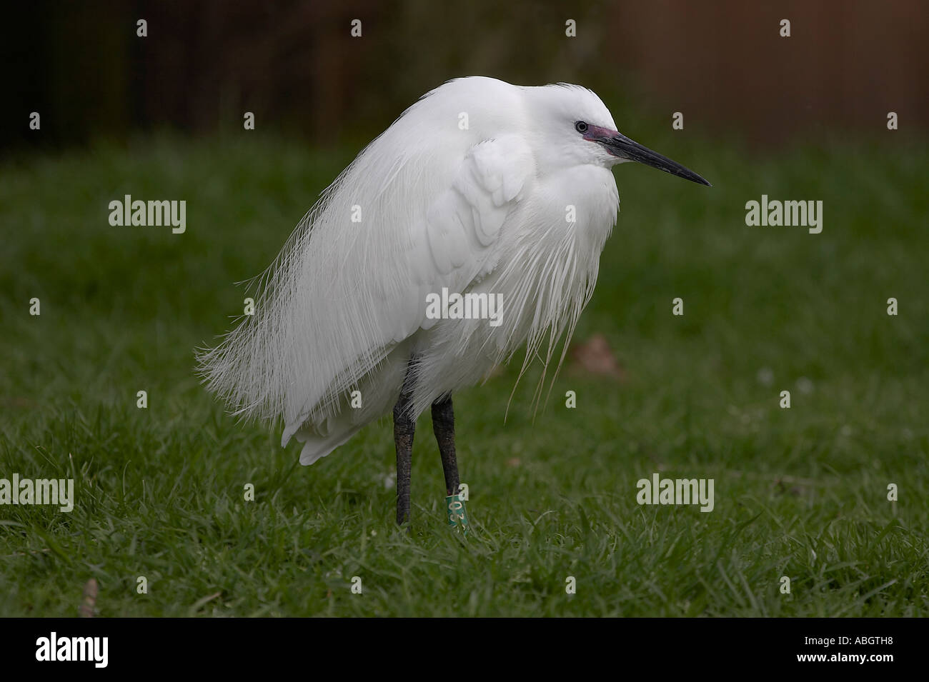 Showy egret hi-res stock photography and images - Alamy