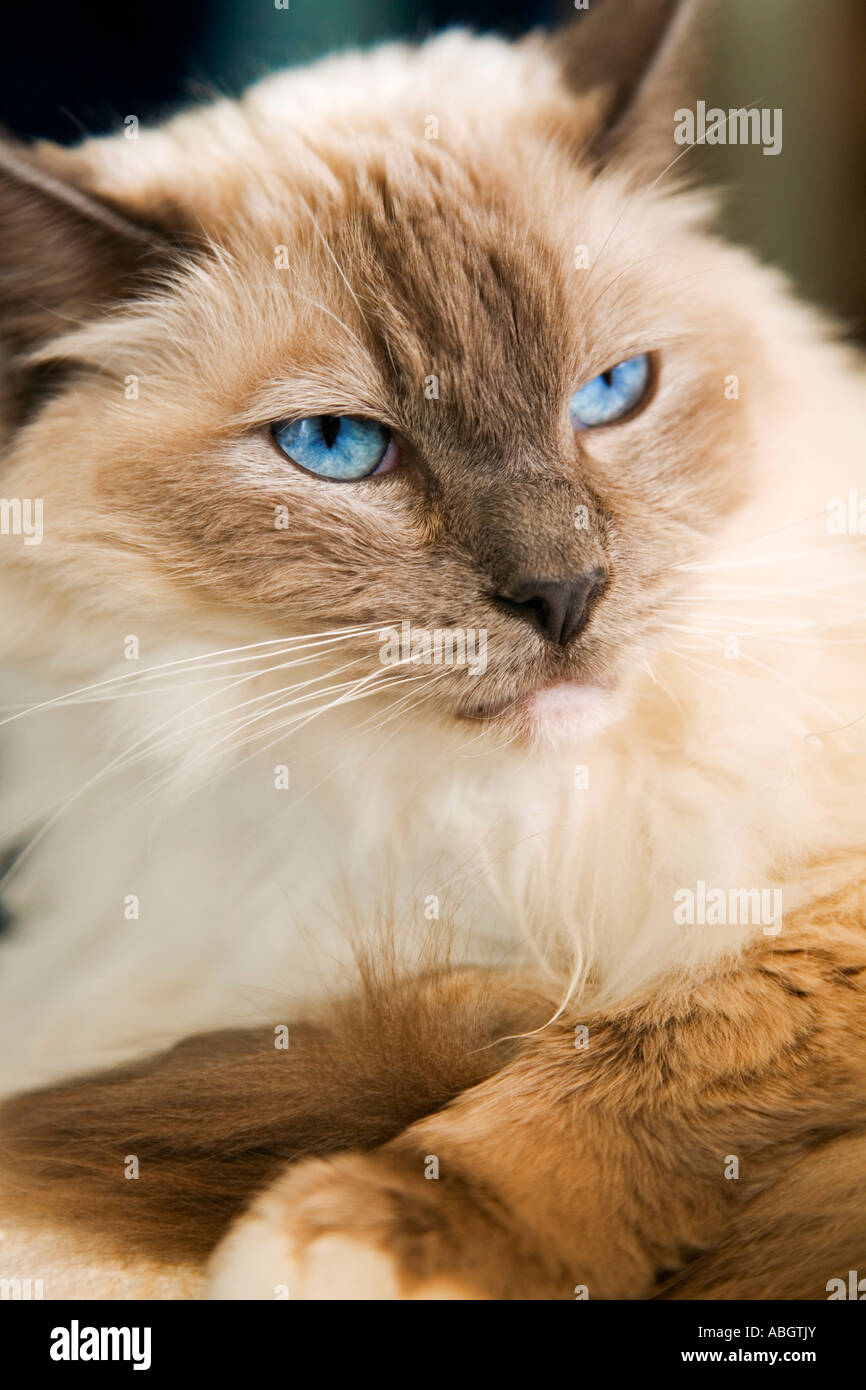 Female Ragdoll Cat Stock Photo - Alamy