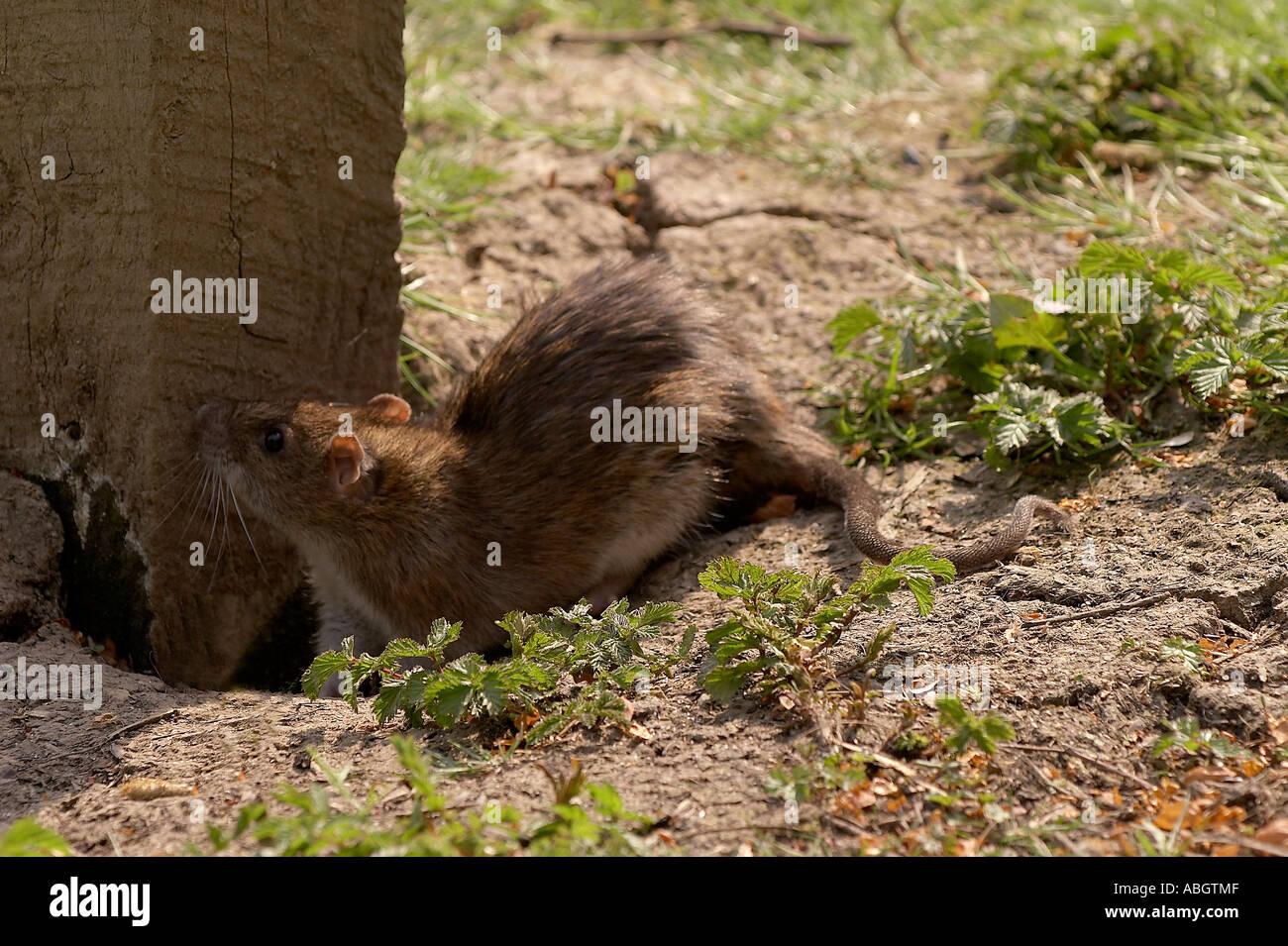 Brown rat landscape format hi-res stock photography and images - Alamy