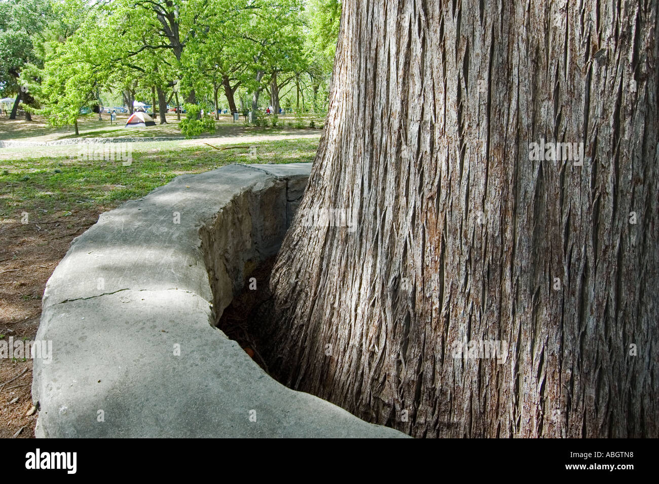Big tree shade bench hi-res stock photography and images - Alamy