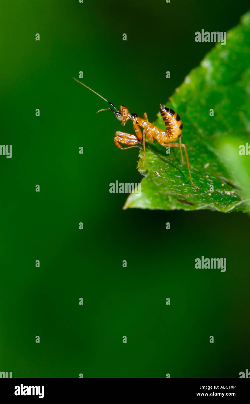 Thailand praying mantis hi-res stock photography and images - Alamy
