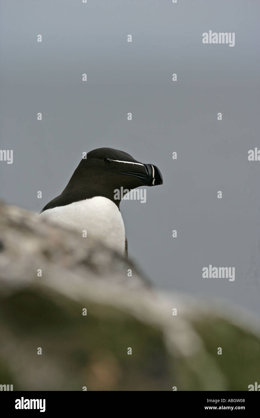 RAZORBILL Alca torda Stock Photo - Alamy