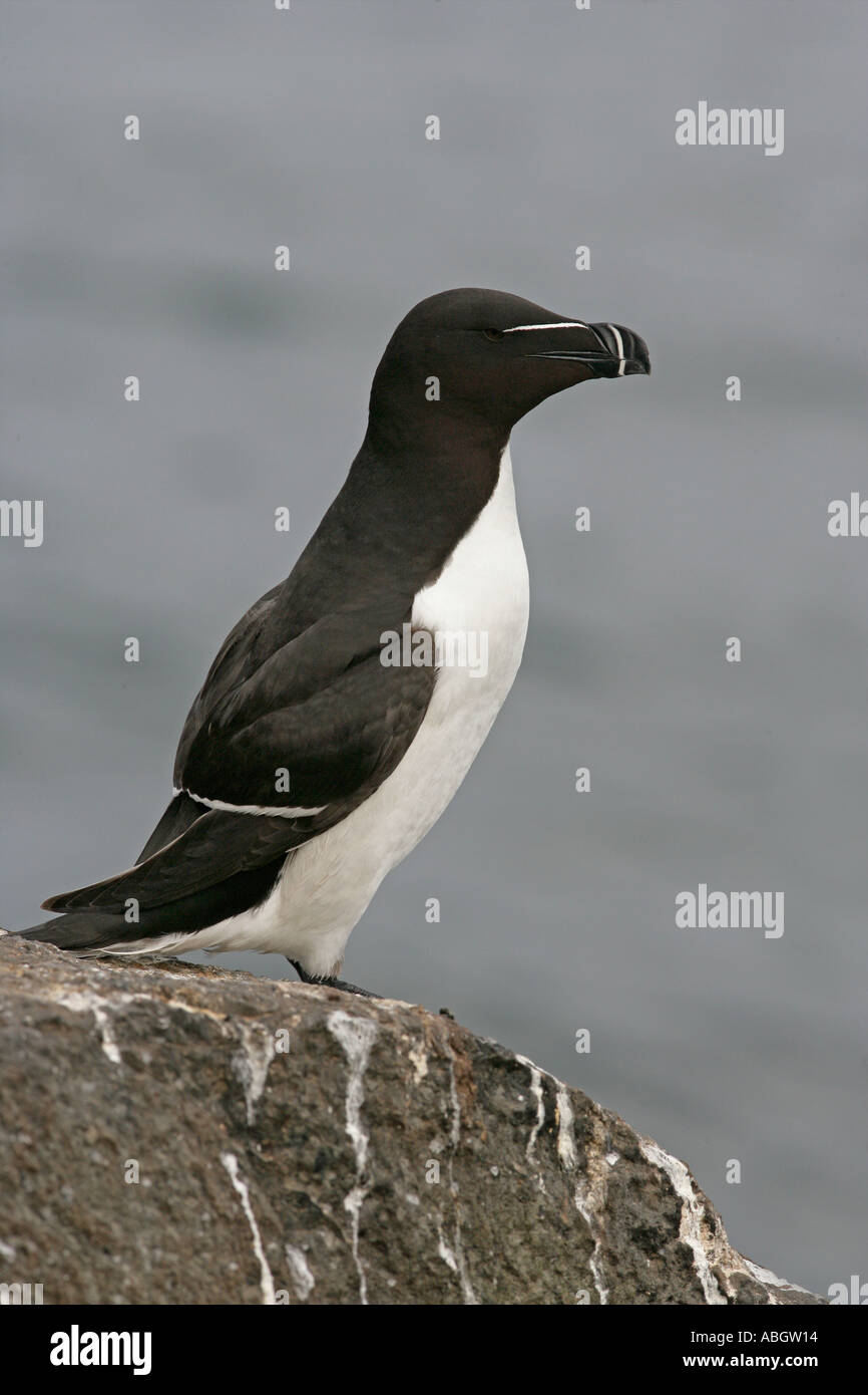 RAZORBILL Alca torda Stock Photo - Alamy