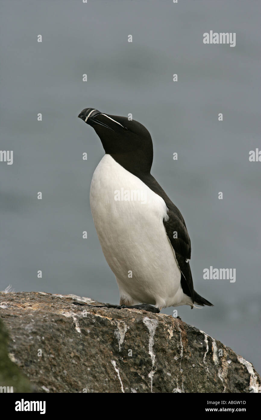 RAZORBILL Alca torda Stock Photo - Alamy