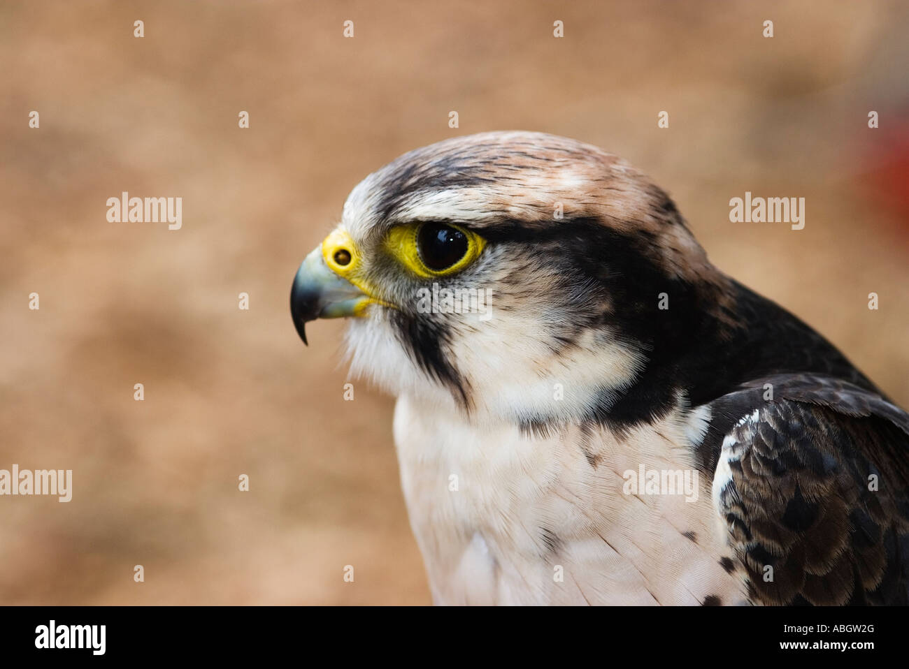 Lanner Falcon Falco biarmicus Stock Photo - Alamy
