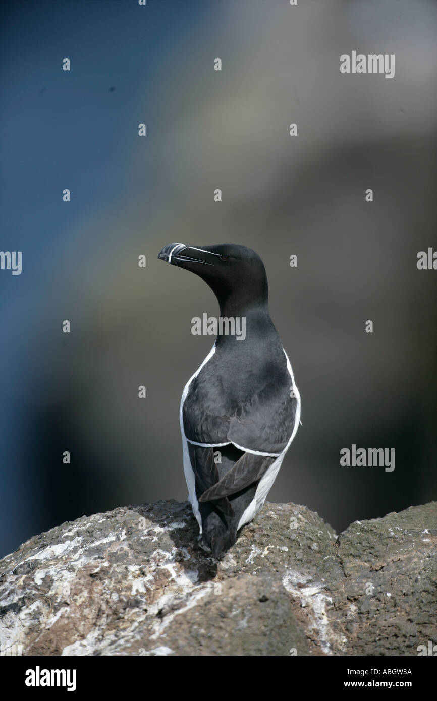 RAZORBILL Alca torda Stock Photo - Alamy