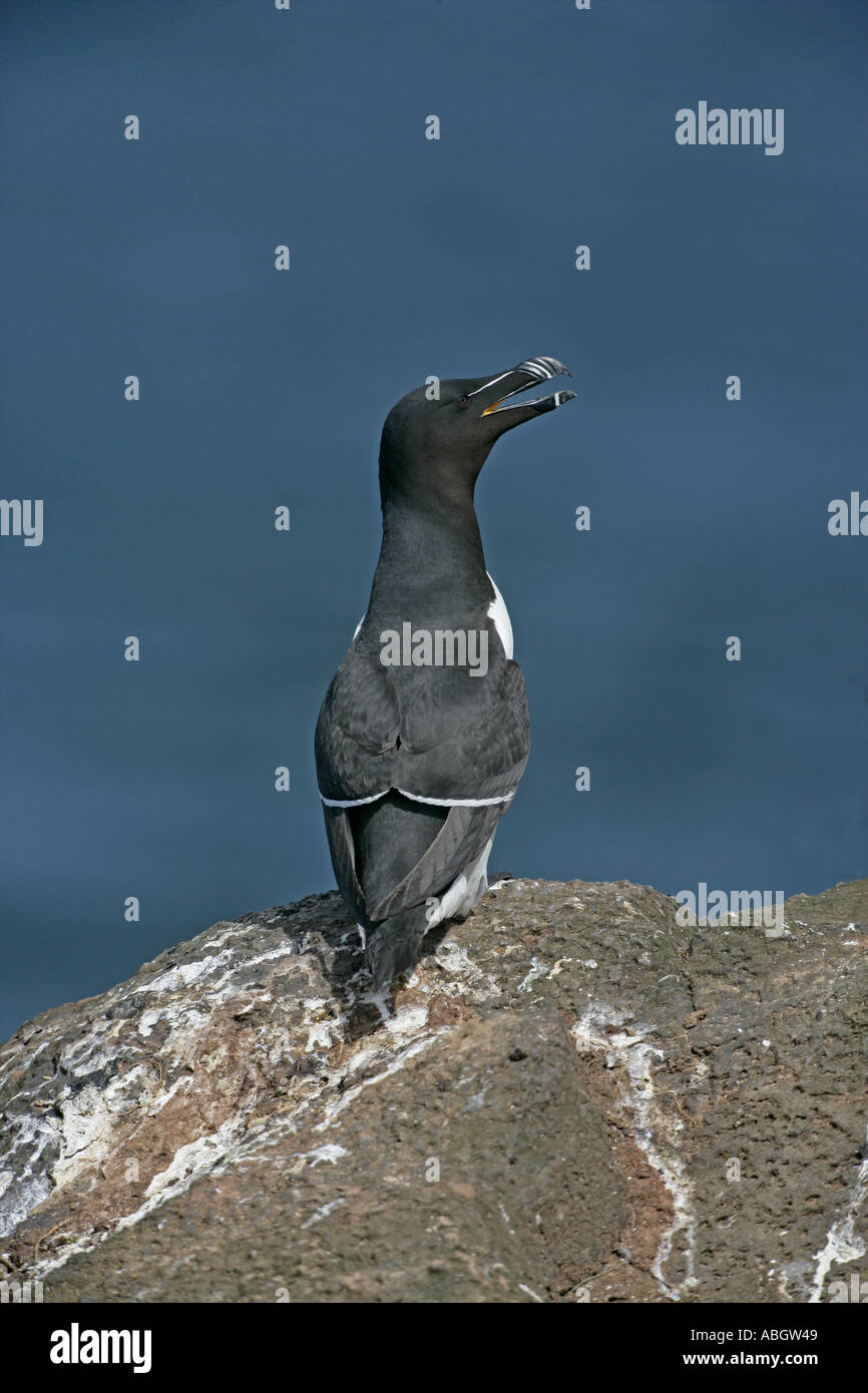 RAZORBILL Alca torda Stock Photo - Alamy