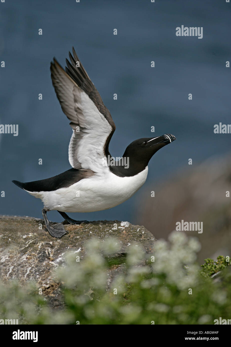 RAZORBILL Alca torda Stock Photo - Alamy