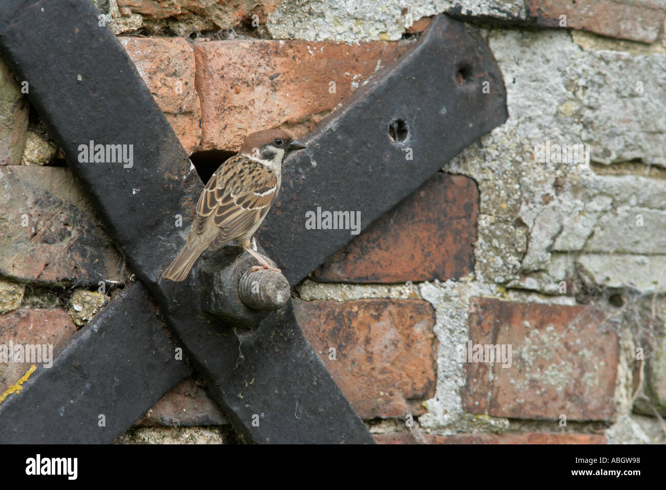 TREE SPARROW Passer montanus Stock Photo - Alamy