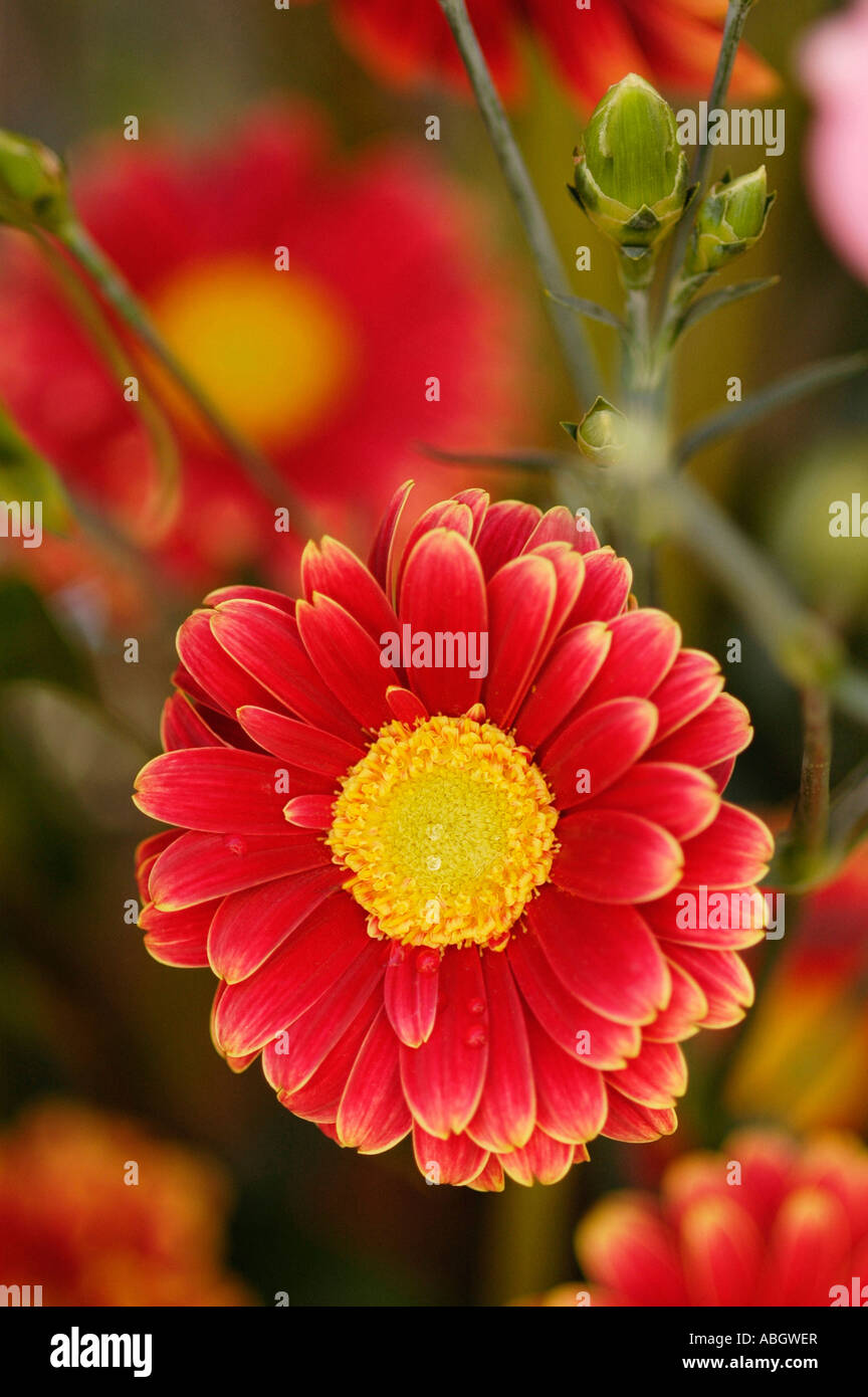 Red daisy leaves closeup hi-res stock photography and images - Alamy
