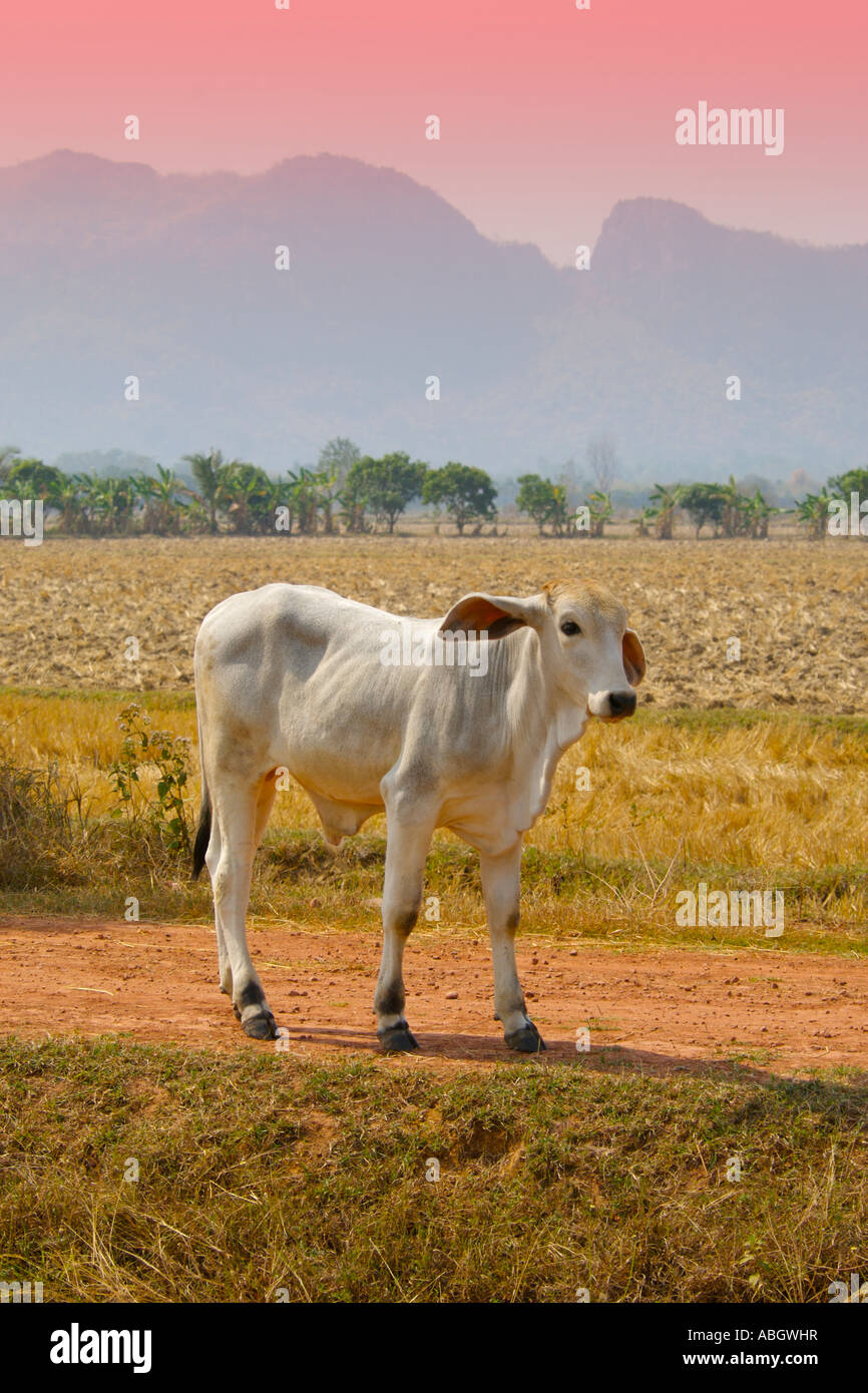 Indian Brahman High Resolution Stock Photography and Images - Alamy
