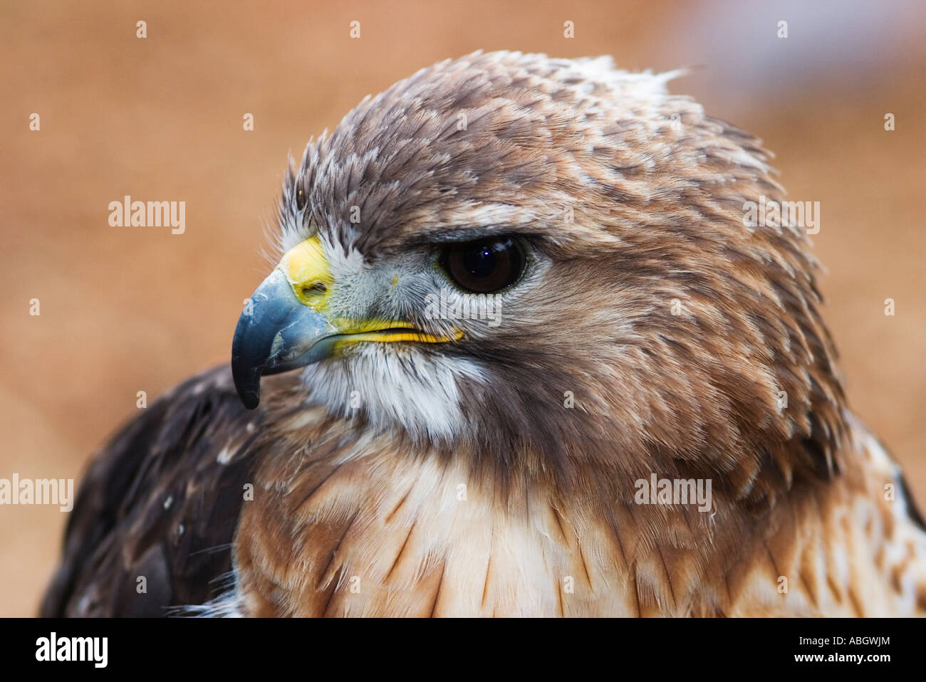 Red Tailed Buzzard Buteo Jamaicensis Stock Photo - Alamy