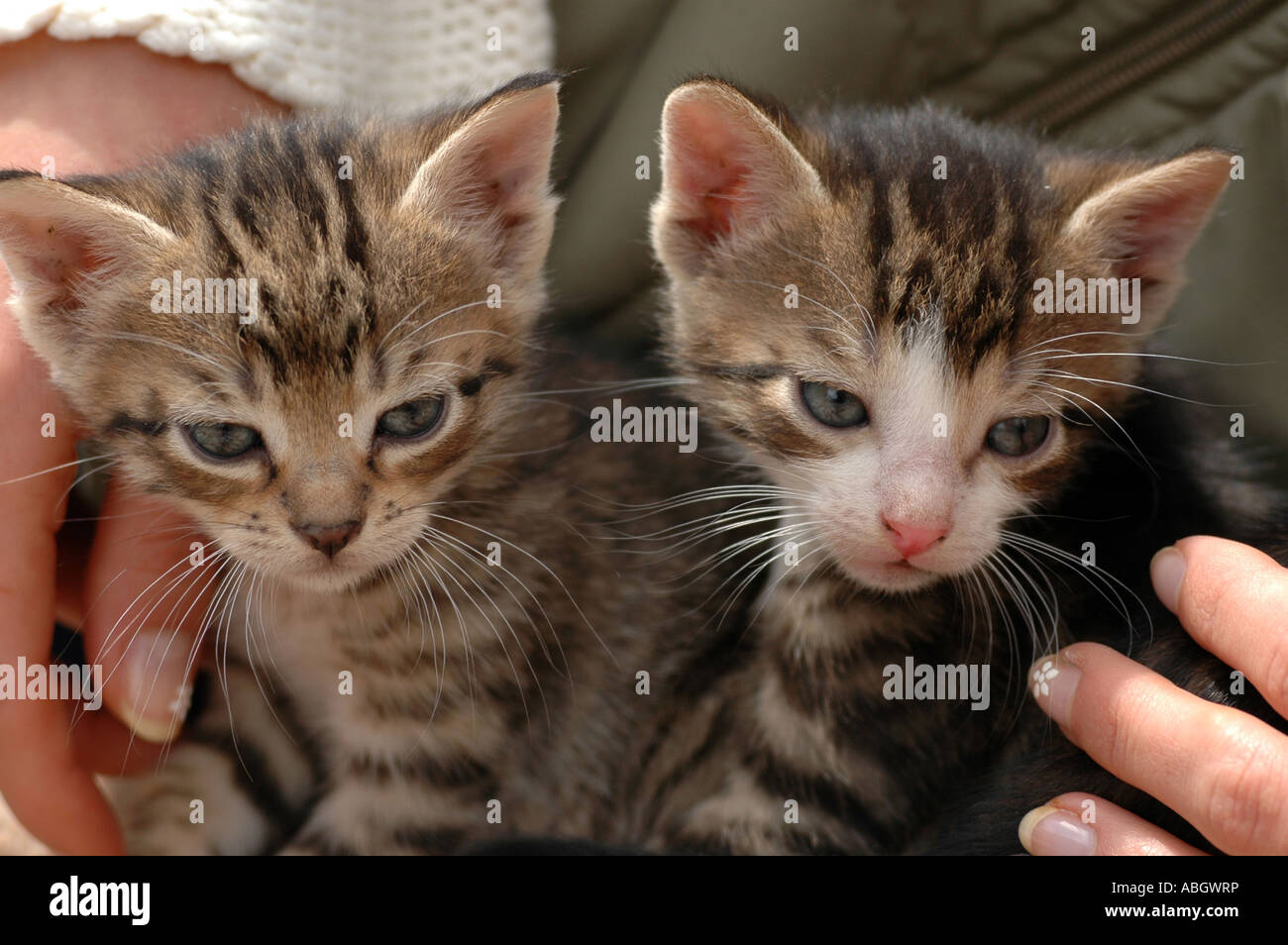 Woman holding two small cats Stock Photo - Alamy