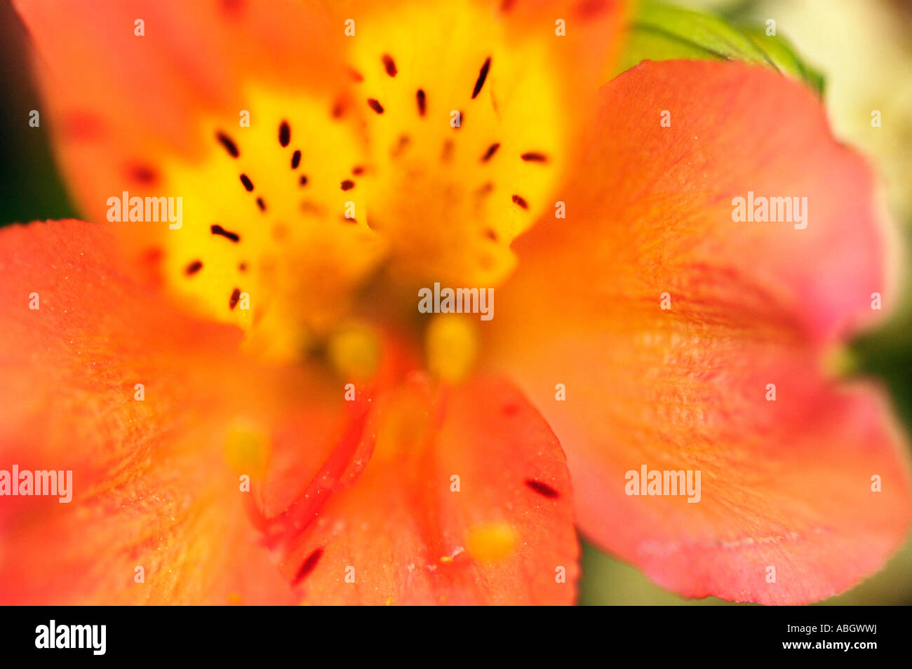 FLOWER ORANGE BLOOM Stock Photo - Alamy