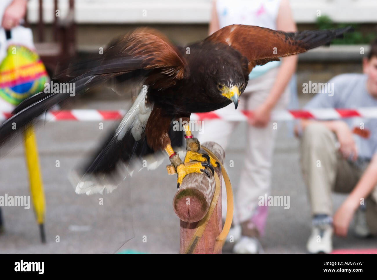 Female Harris Hawk Parabuteo unicinctus Stock Photo - Alamy