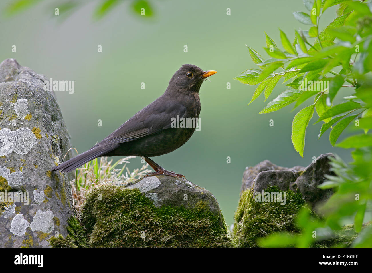 Merula female hi-res stock photography and images - Alamy