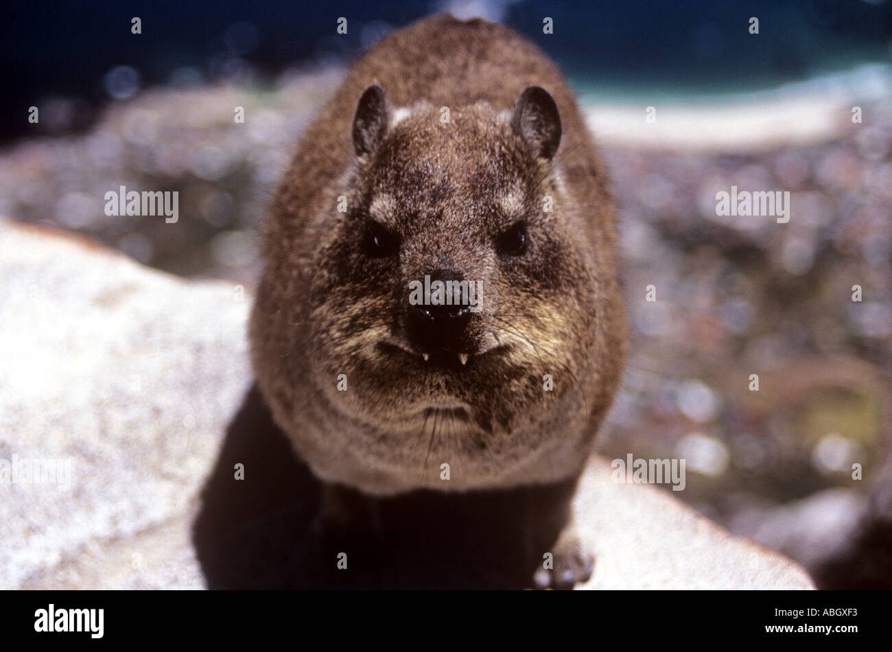 Cape dassies hi-res stock photography and images - Alamy