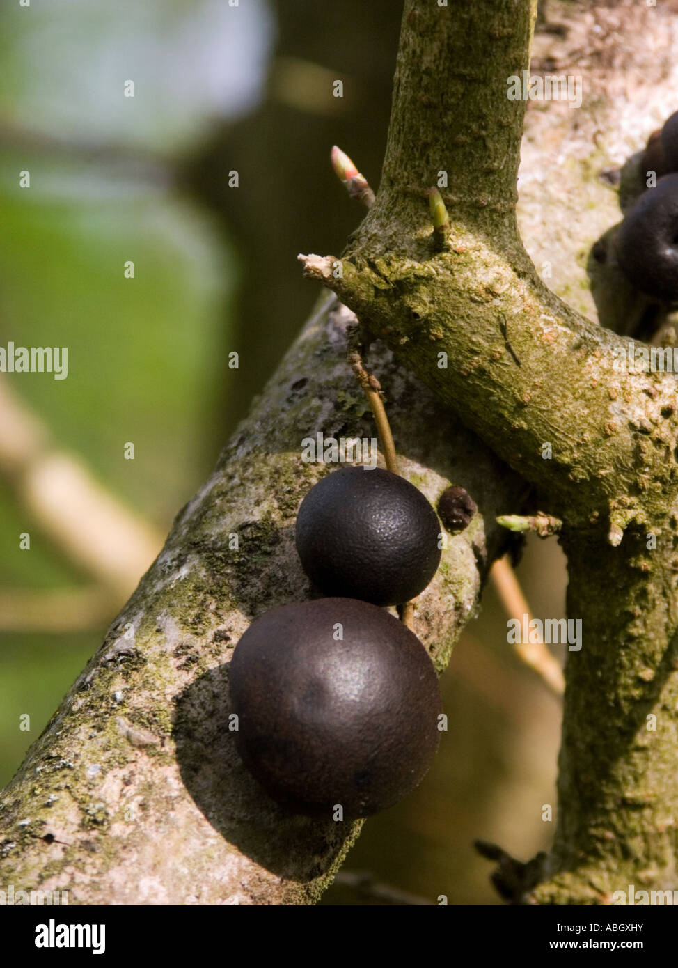 Black tree galls Stock Photo - Alamy