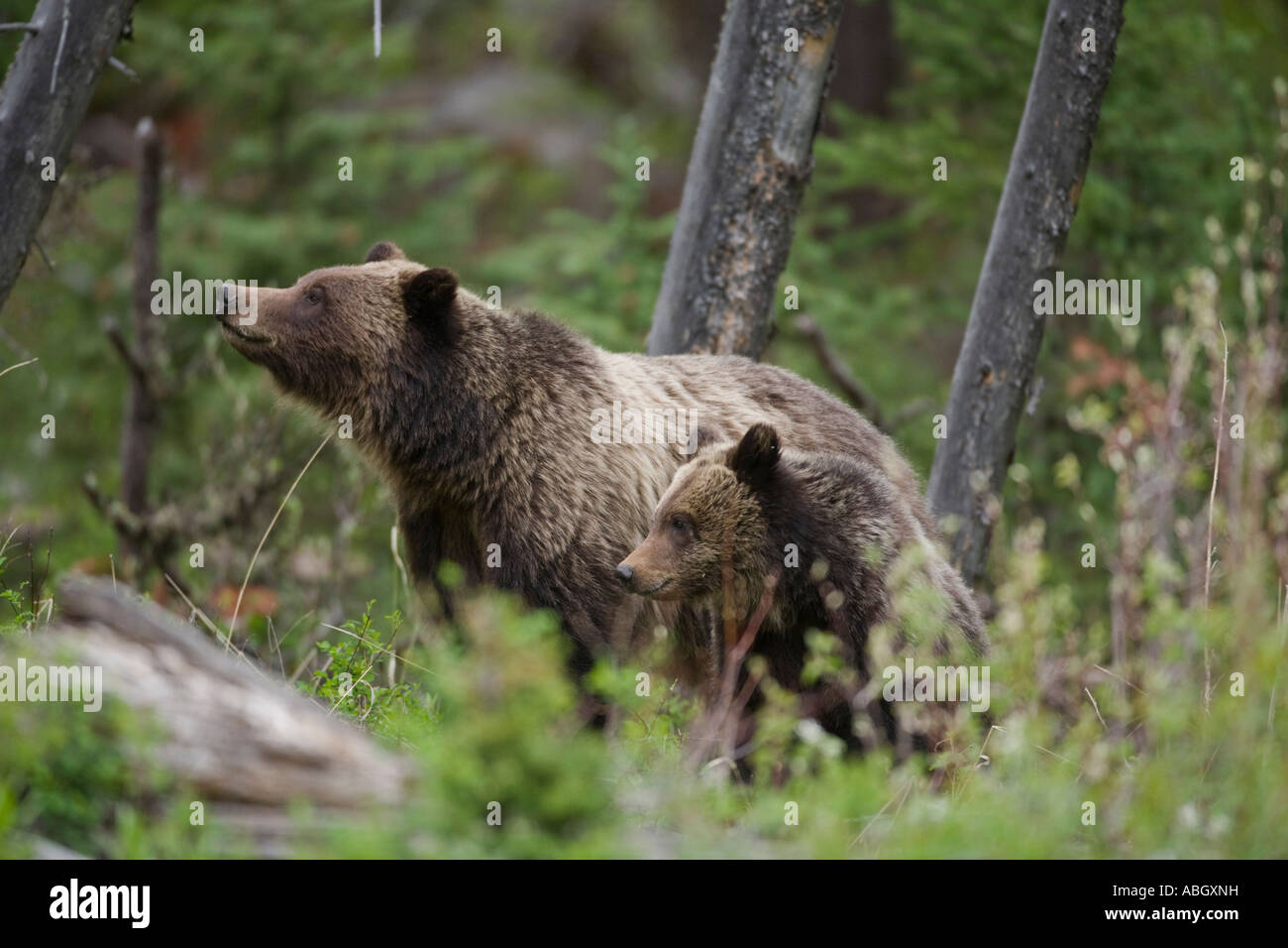 Grizzly bear sow with cub, Yellowstone National Park, Wyoming Stock ...