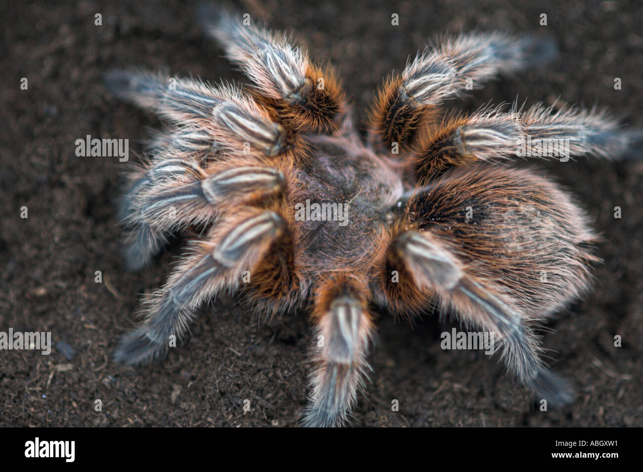 Rose Tarantula closeup Stock Photo - Alamy