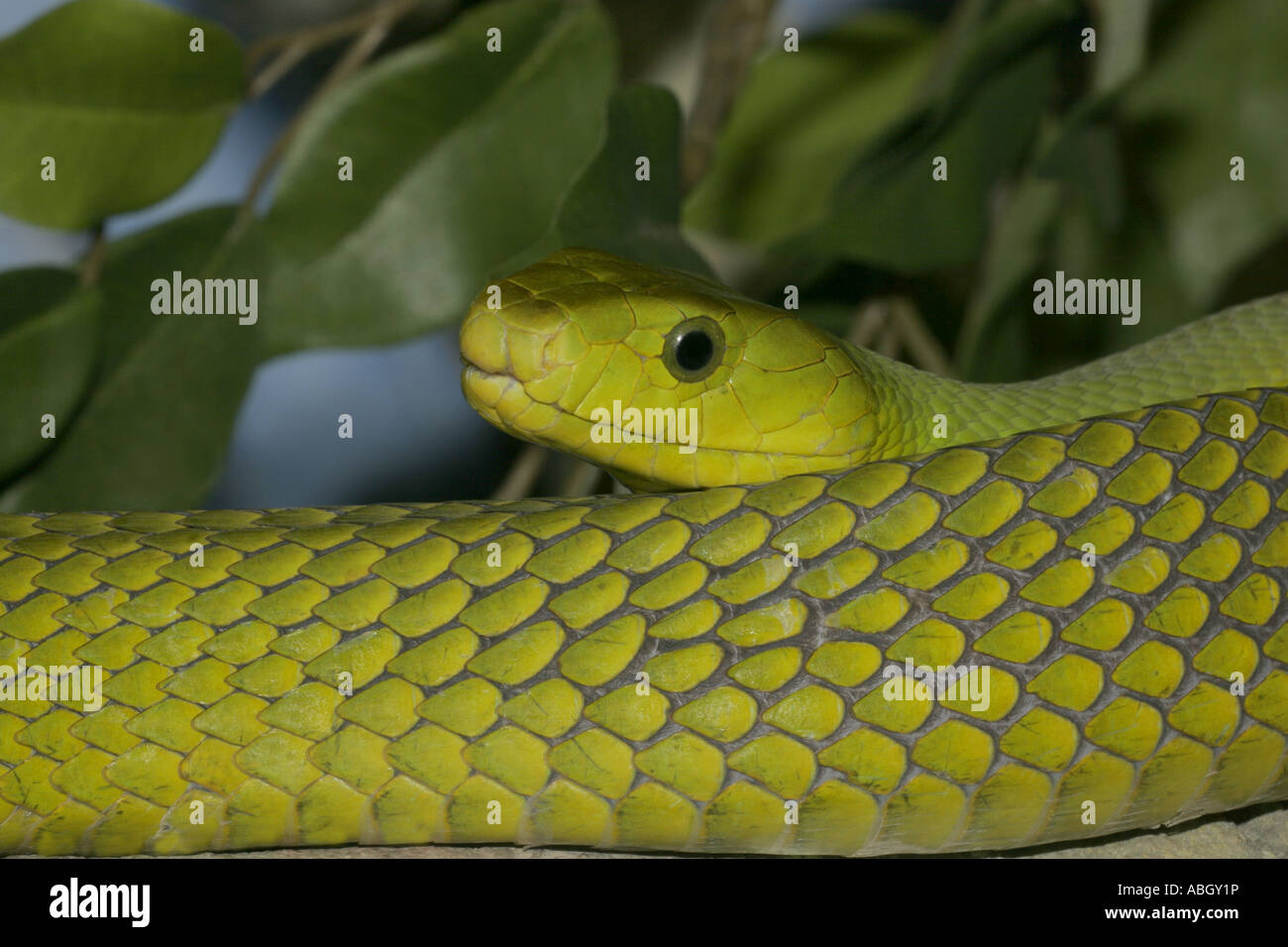 Green Mamba portrait Stock Photo - Alamy