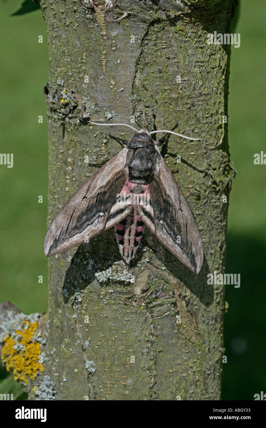 Privet hawk moth uk hi-res stock photography and images - Alamy