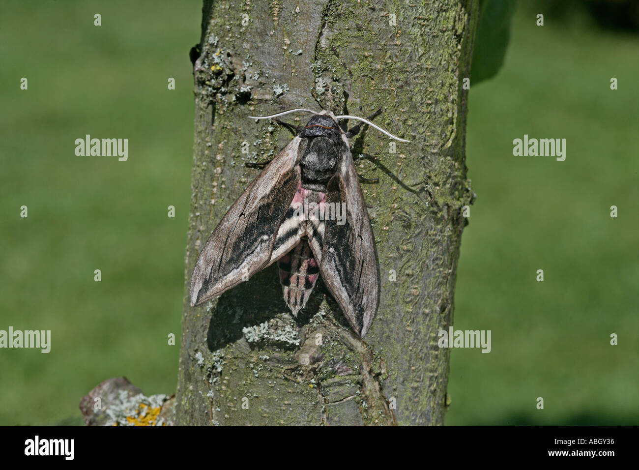 PRIVET HAWK MOTH Sphinx ligustri Stock Photo - Alamy