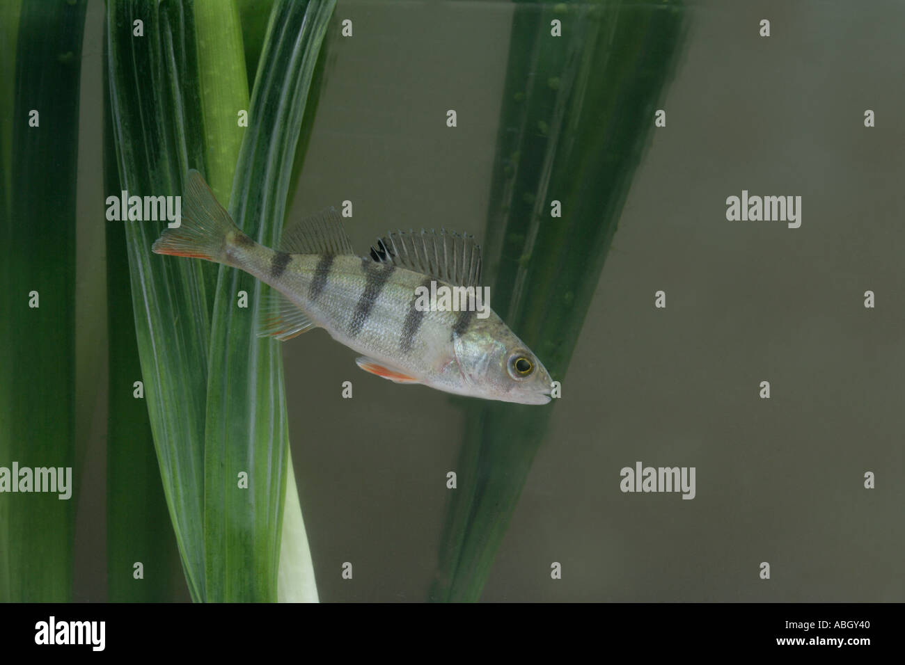 PERCH Perca fluviatilis Stock Photo - Alamy