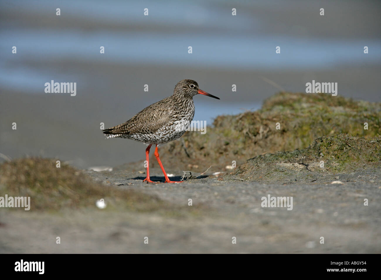 REDSHANK Tringa totanus Stock Photo - Alamy