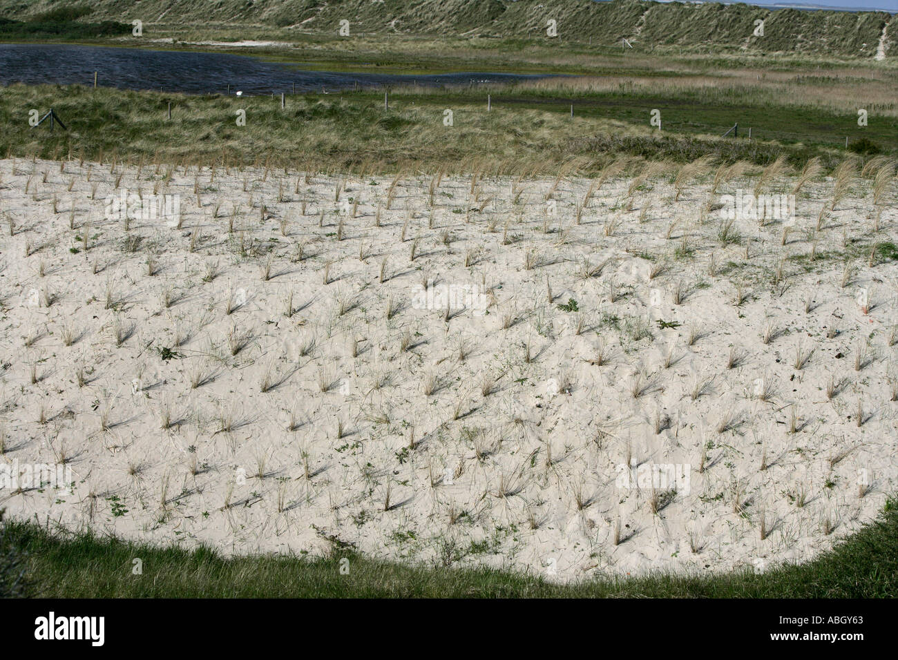 Dune Planting High Resolution Stock Photography and Images - Alamy