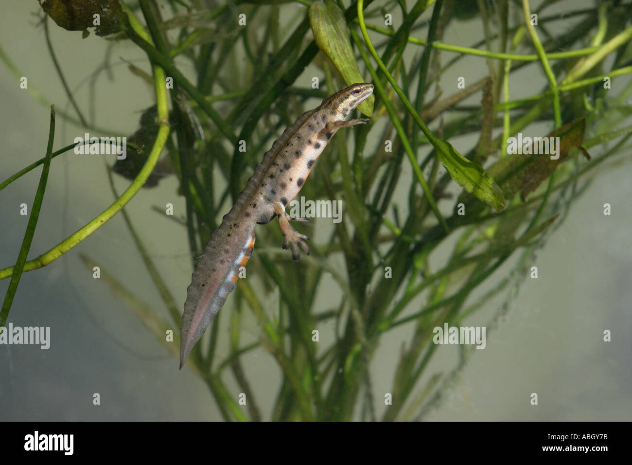 SMOOTH OR COMMON NEWT Triturus vulgaris Stock Photo - Alamy