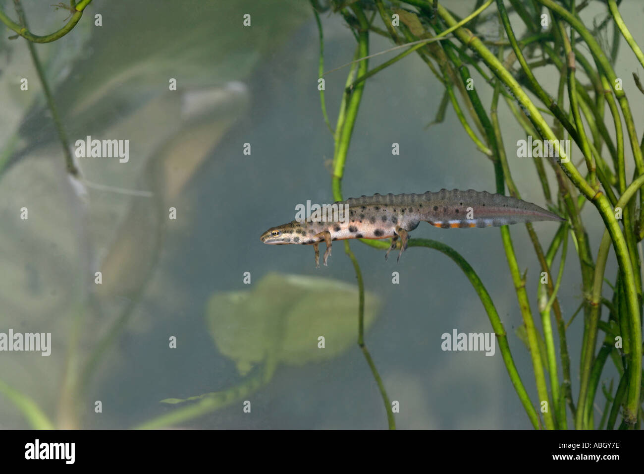 Common Newt Uk High Resolution Stock Photography and Images - Alamy