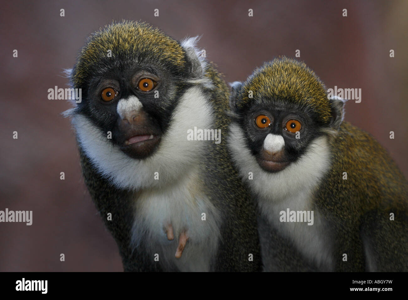 Lesser Spot-nosed Guenons.. chimp and mom Stock Photo - Alamy