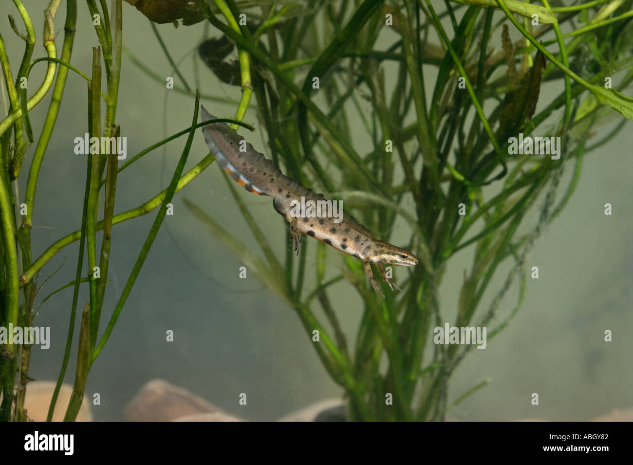 SMOOTH OR COMMON NEWT Triturus vulgaris Stock Photo - Alamy