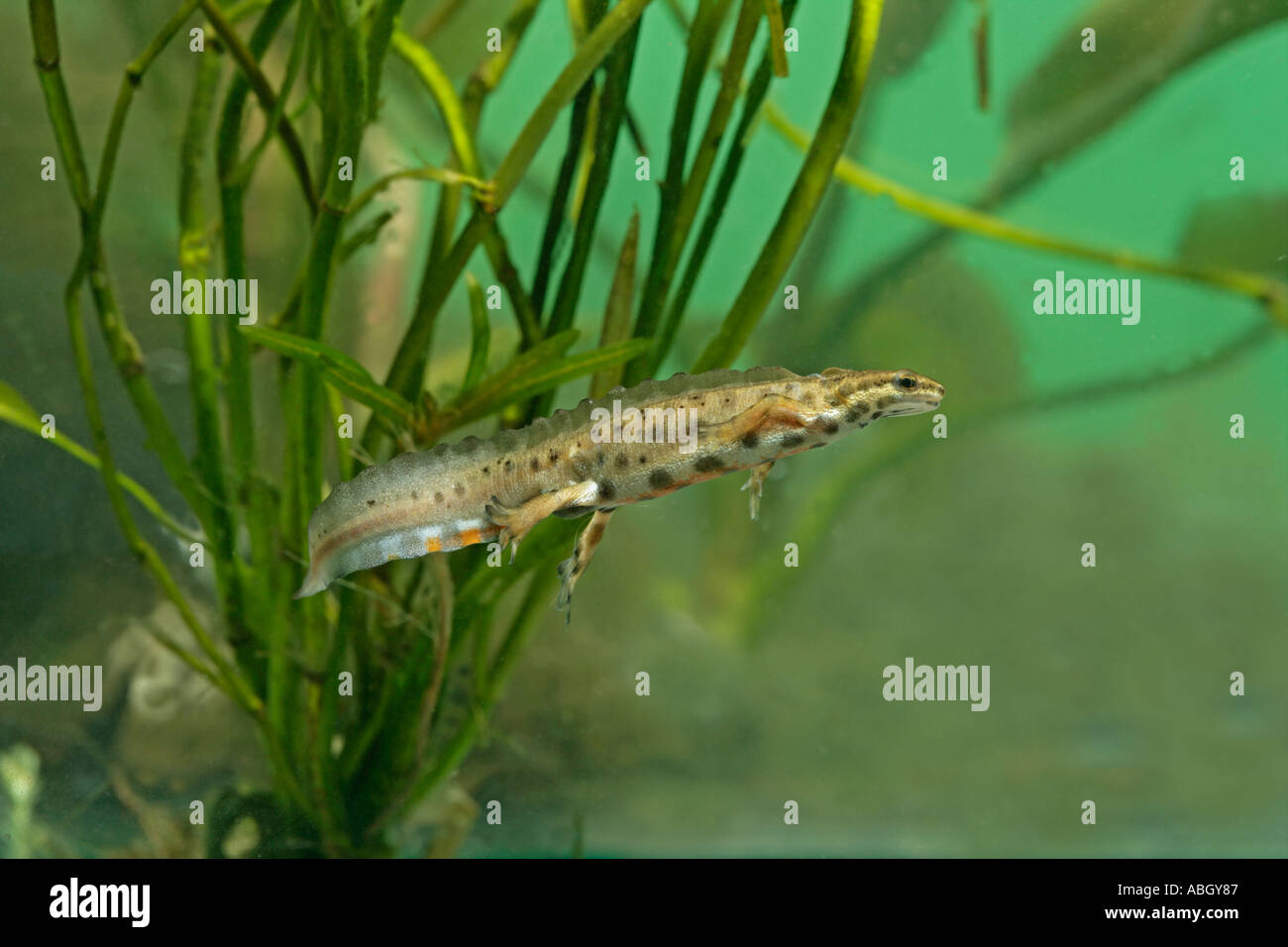 SMOOTH OR COMMON NEWT Triturus vulgaris Stock Photo - Alamy