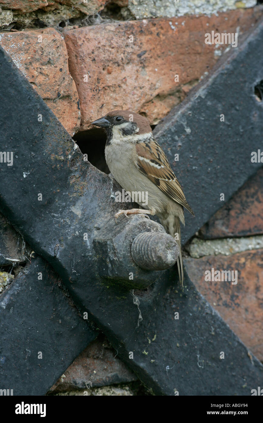 TREE SPARROW Passer montanus Stock Photo - Alamy