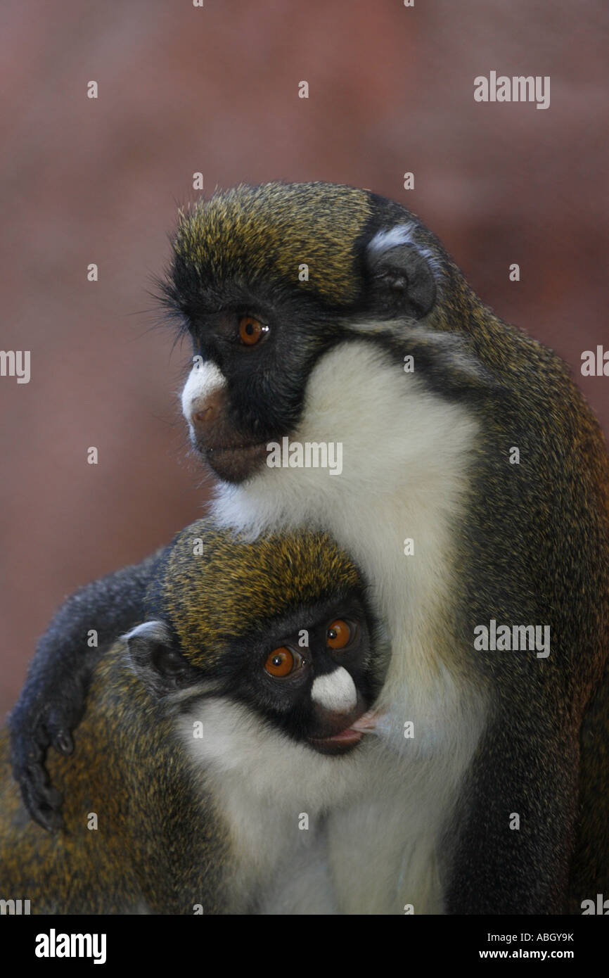 Lesser Spot-nosed Guenon chimp nursing on Mom Stock Photo - Alamy