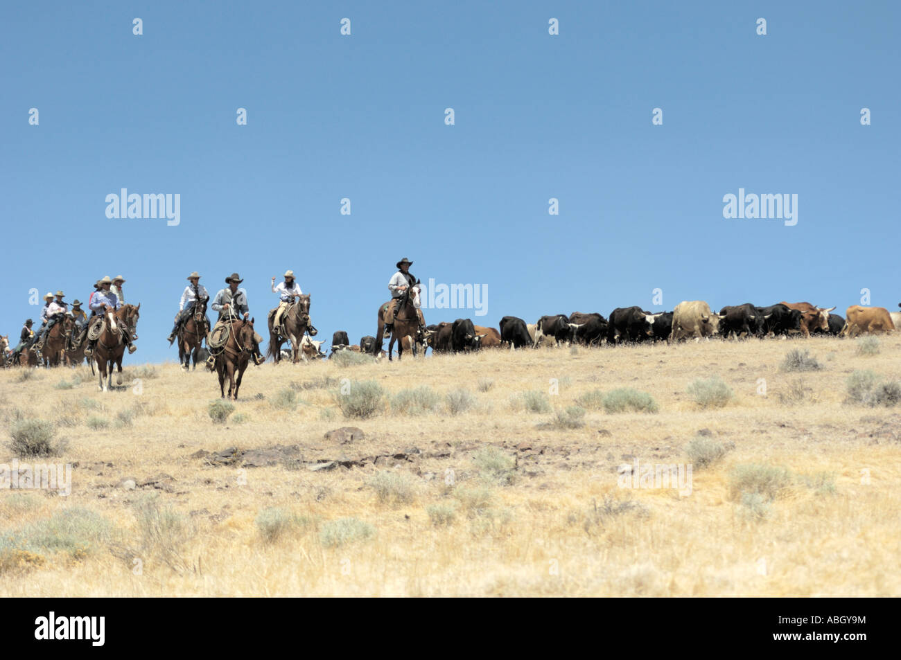 Old western cattle drive hi-res stock photography and images - Alamy