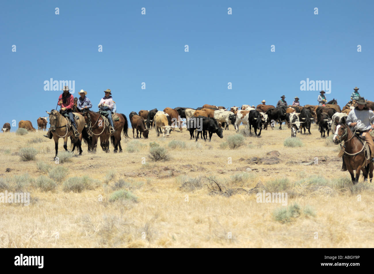 Old western cattle drive hi-res stock photography and images - Alamy