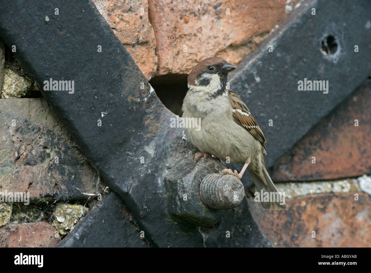 TREE SPARROW Passer montanus Stock Photo - Alamy
