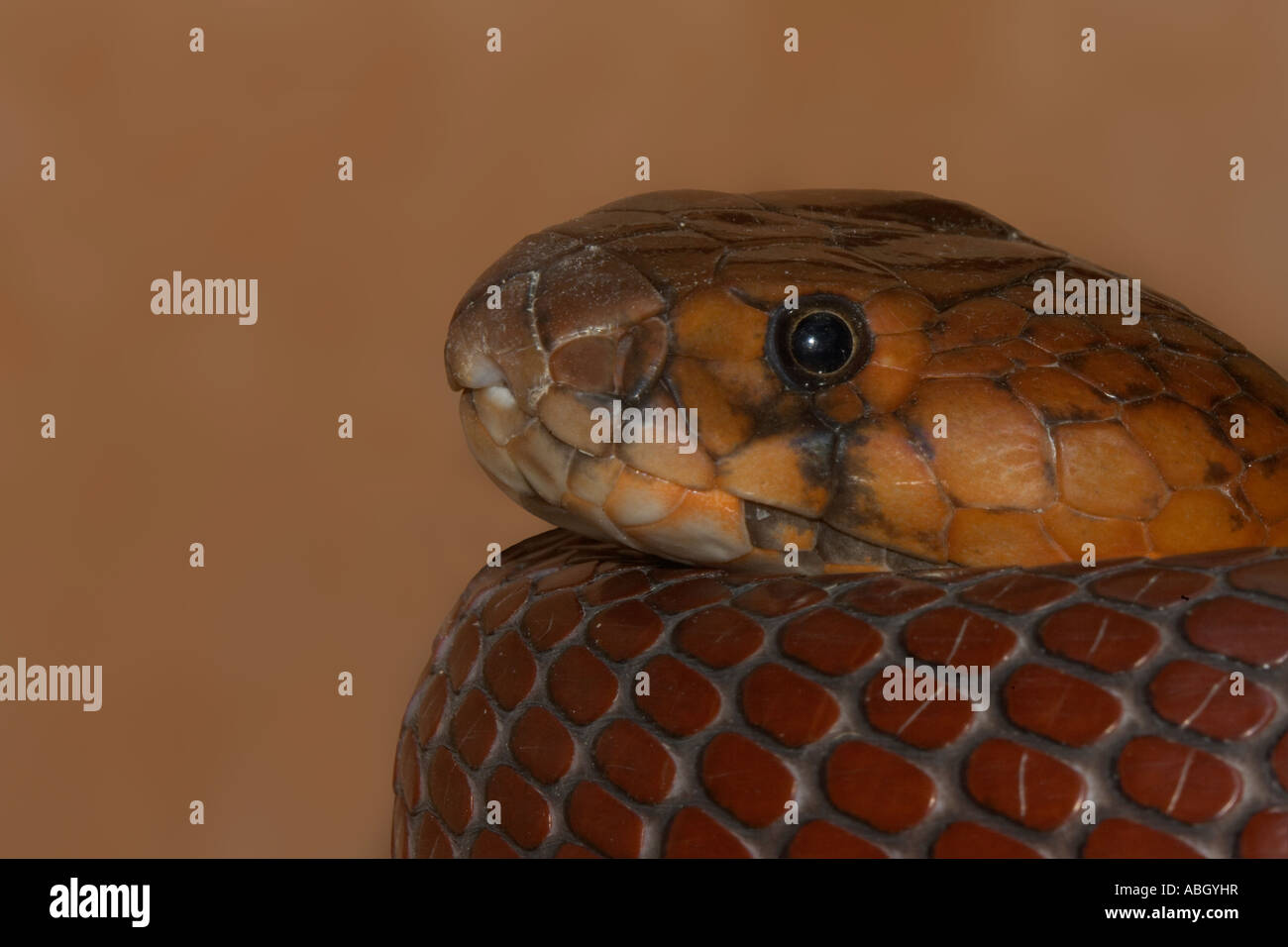 Red spitting cobra naja pallida hi-res stock photography and images - Alamy