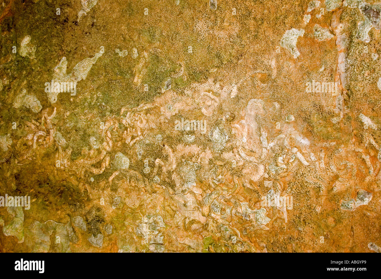 Ancient prehistoric fossil fish in cave Stock Photo - Alamy