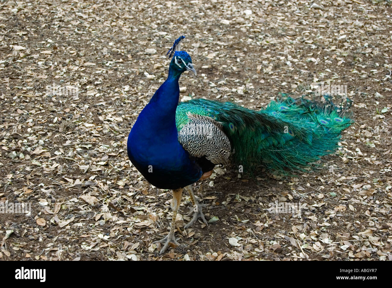 Mail tail peacock hi-res stock photography and images - Alamy