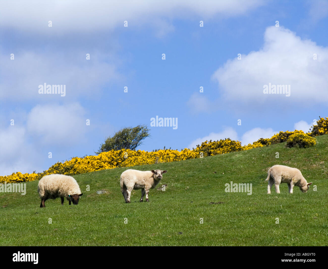 Sheep in field hi-res stock photography and images - Alamy