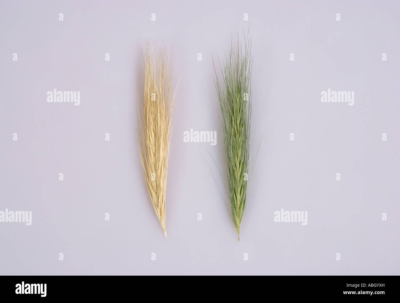 Seasonal progression hi-res stock photography and images - Alamy