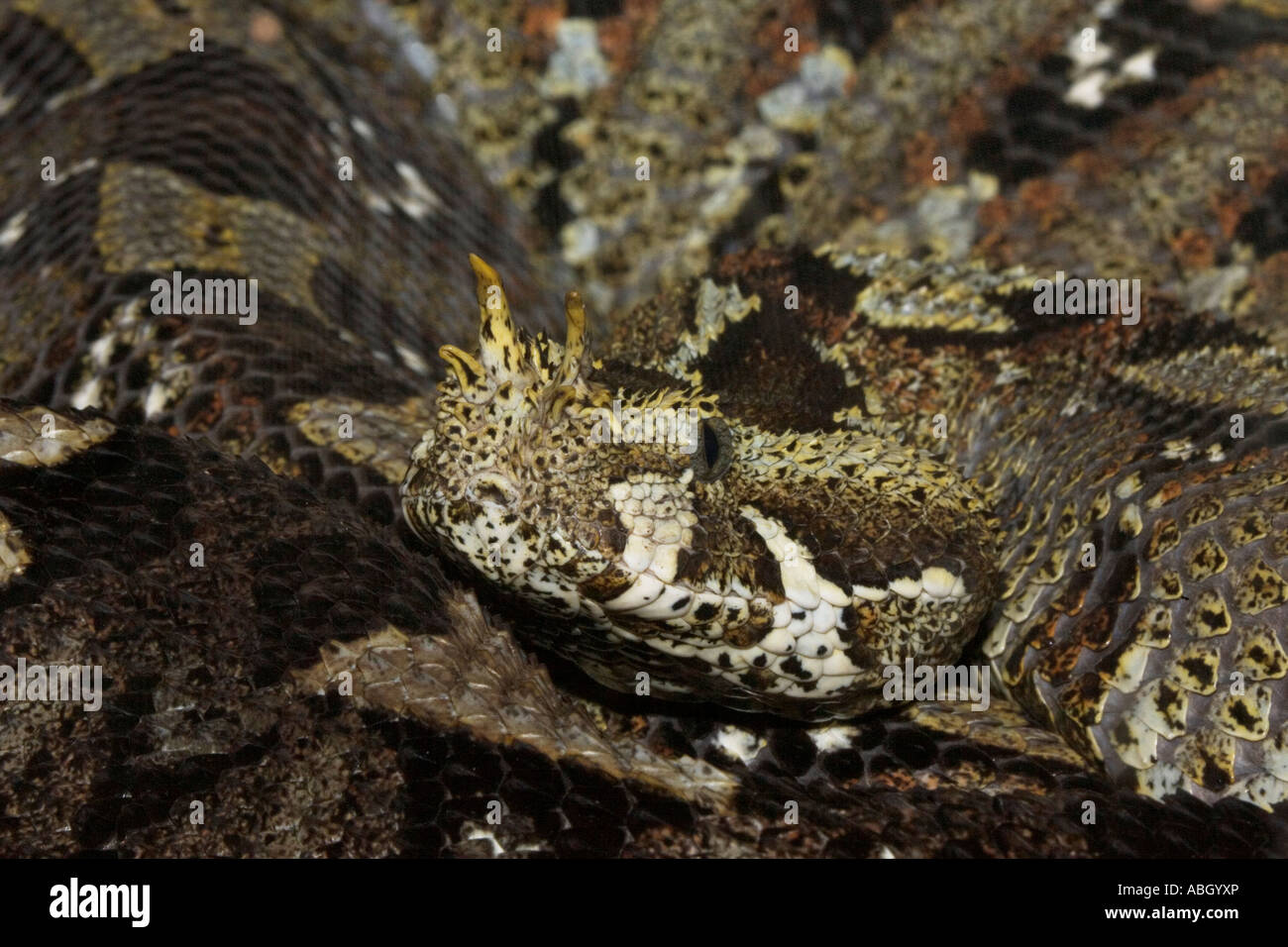 Rhinoceros Viper (bitis Nasicornis) High Resolution Stock Photography ...