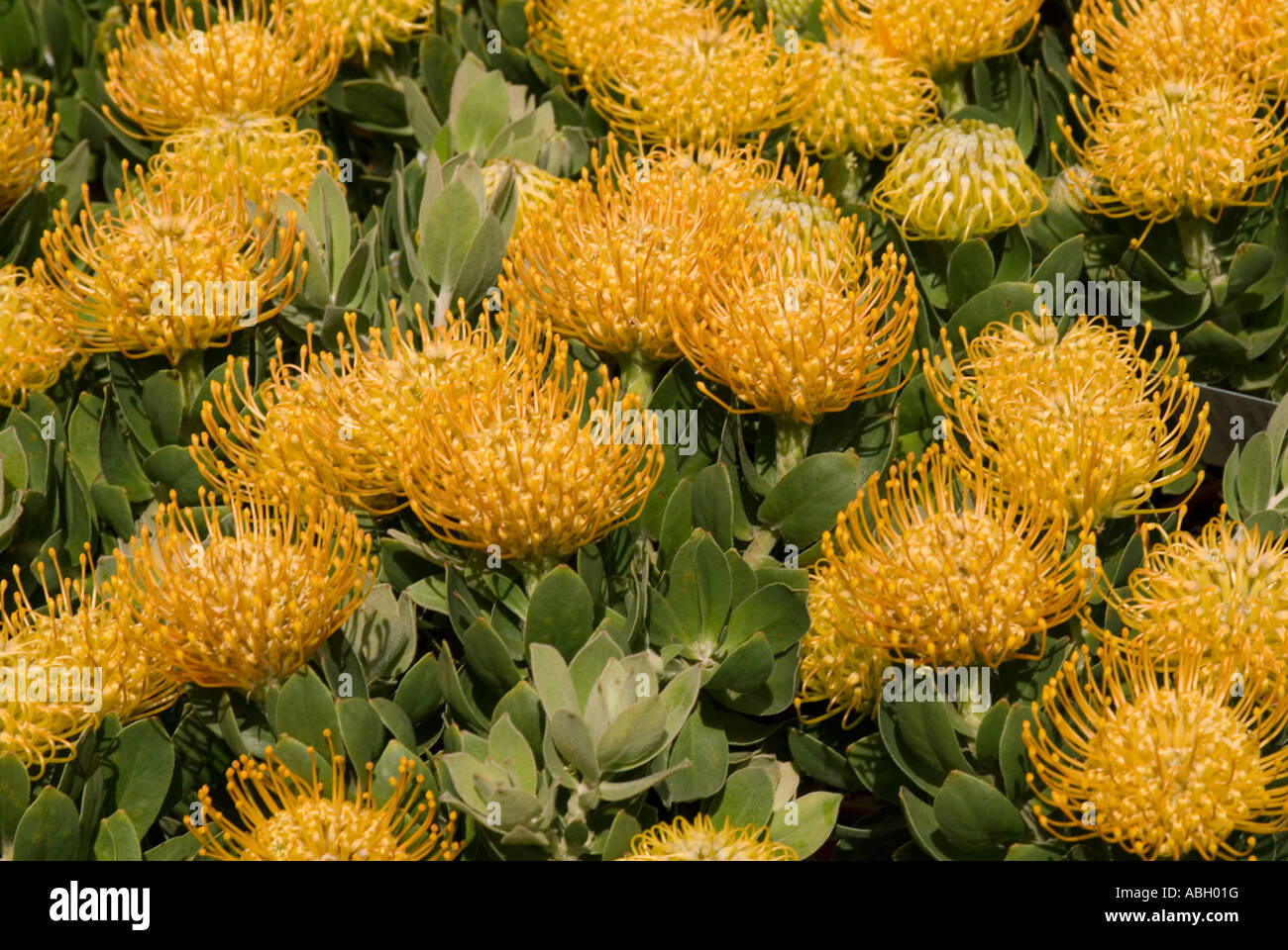 Glabrum High Resolution Stock Photography and Images - Alamy