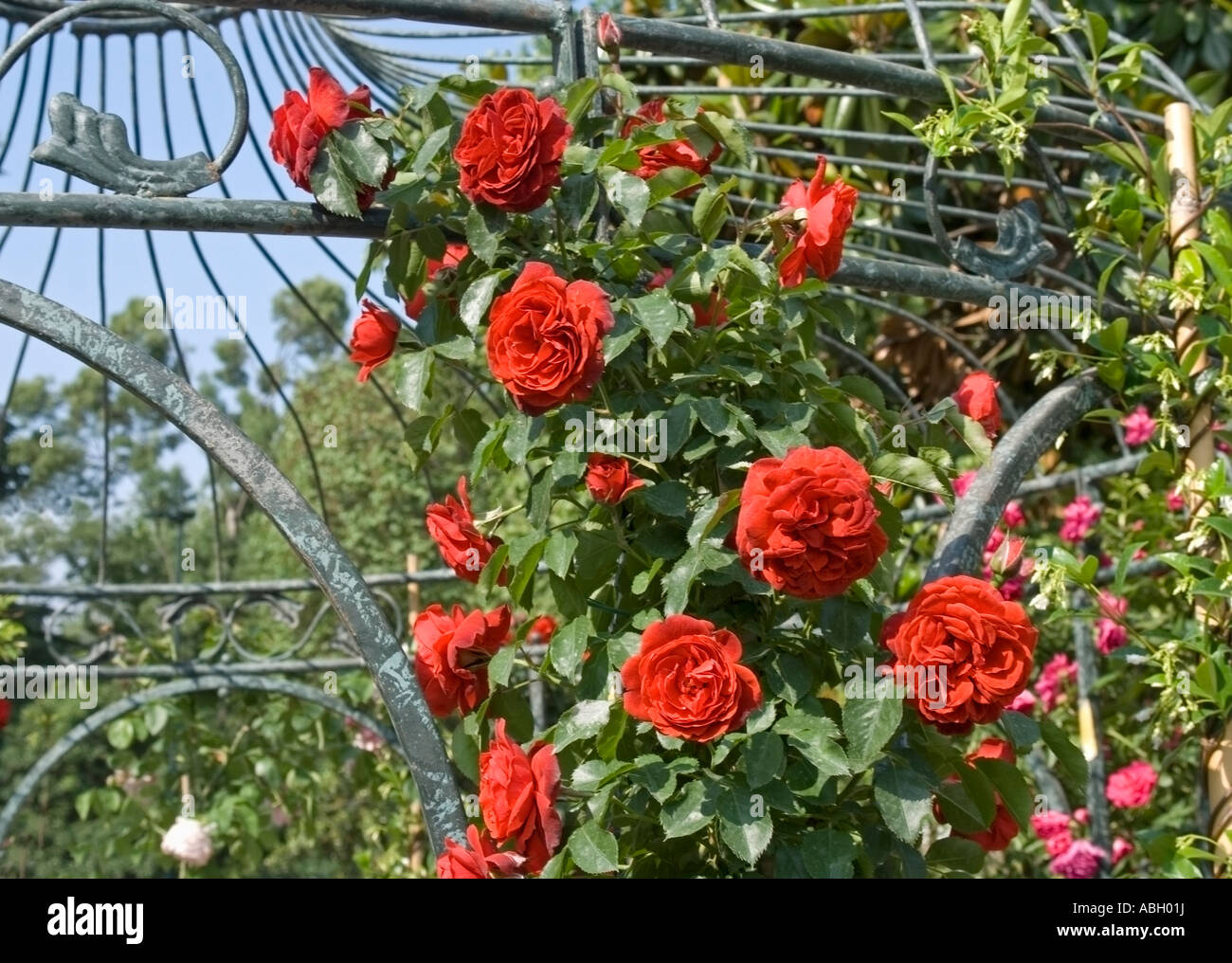 Red climbing roses hi-res stock photography and images - Alamy